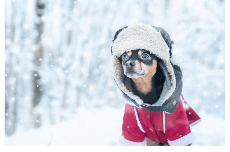 26 Creative Winter Marketing Ideas - Brand Ambassadors 2024
