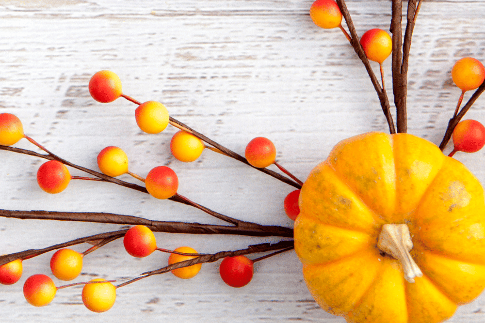 📢 Social Media Campaigns for Creators & Ambassadors (Nov. 23)